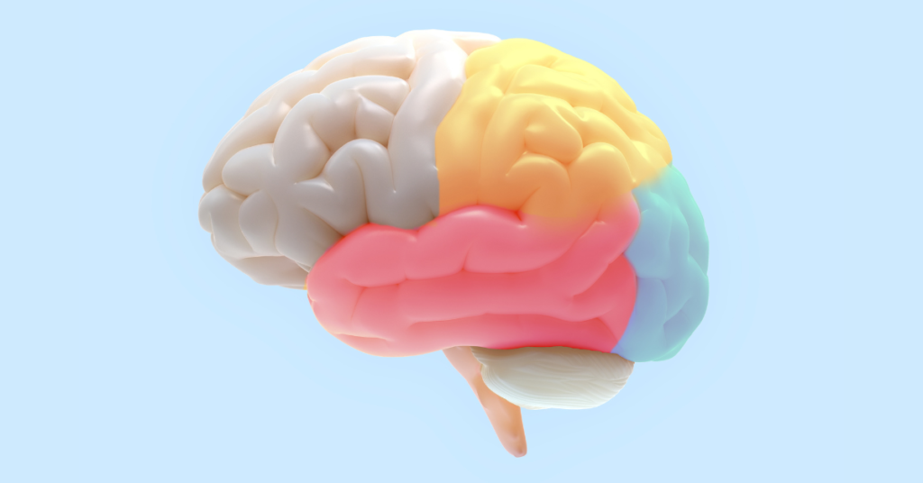 Your brain, decoded: with Sunnybrook neurologist Dr. Sara Mitchell